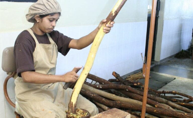 PROCESSING OF CEYLON CINNAMON : AGE -OLD TRADITIONS ROOTED IN A ...